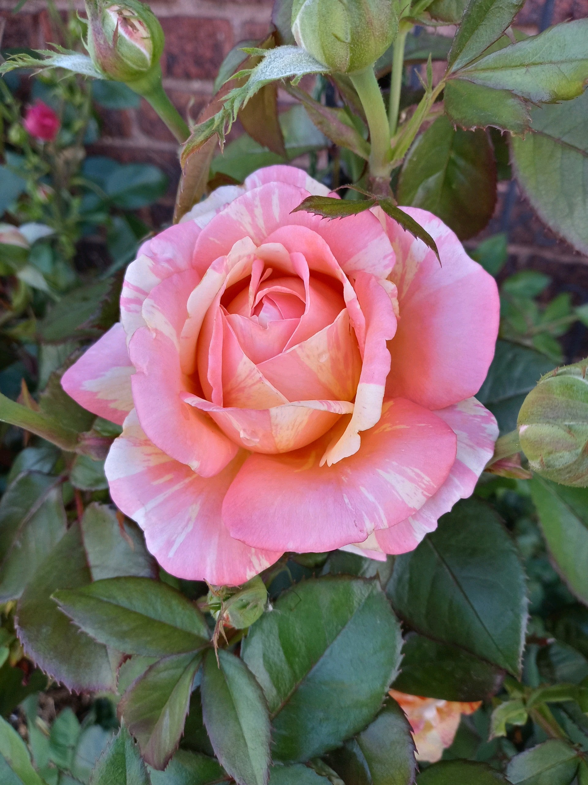 Mike's Mighty Micros | The Perfect Nutrition for Mighty Plants – Mikes ...